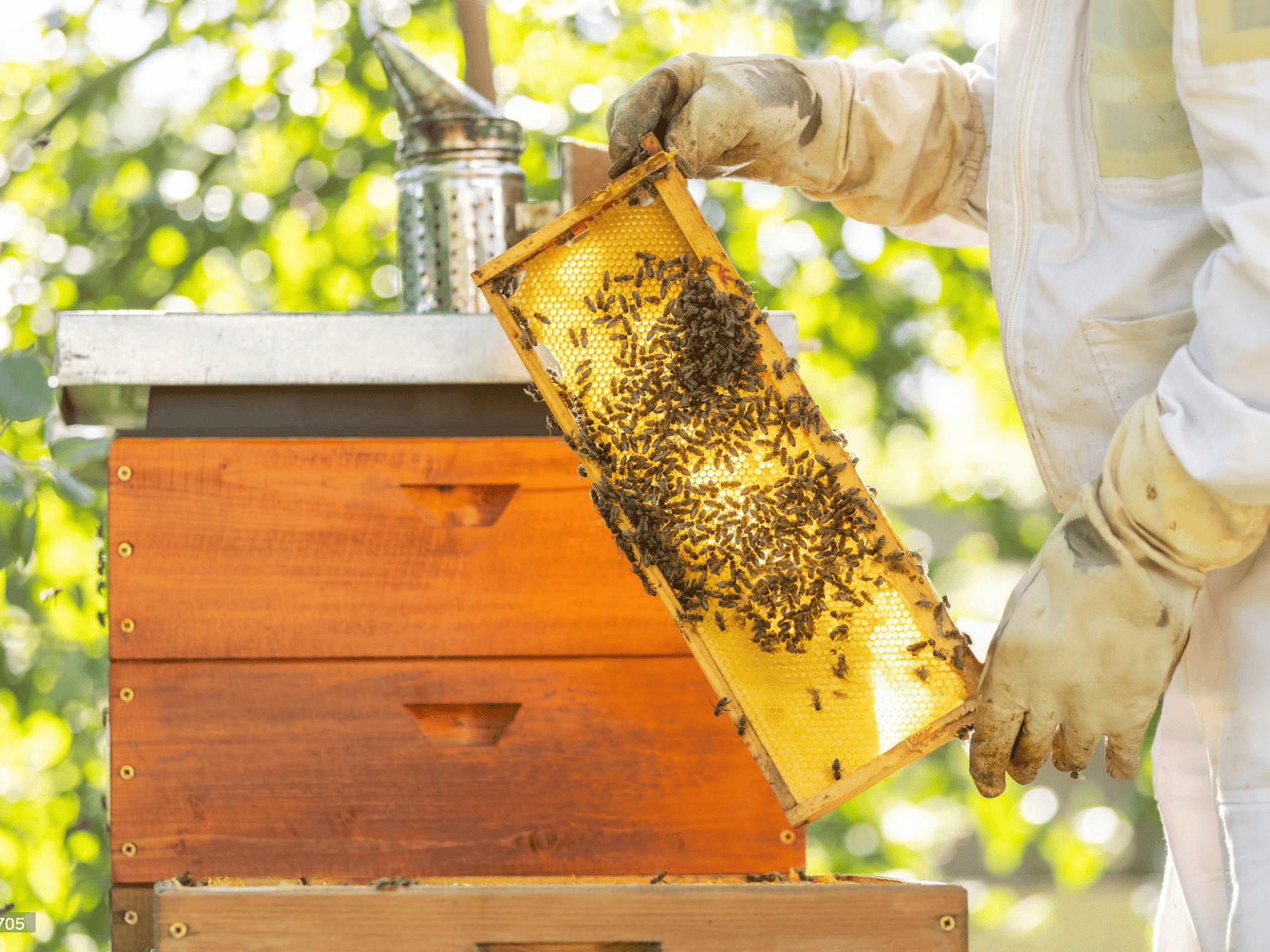 About – Futuristic Beehive
